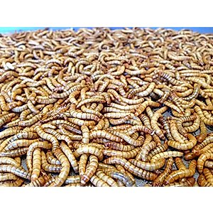 Giant Mealworms Live 100 for Reptile, Birds, Chickens, Fish Food by Abdragons