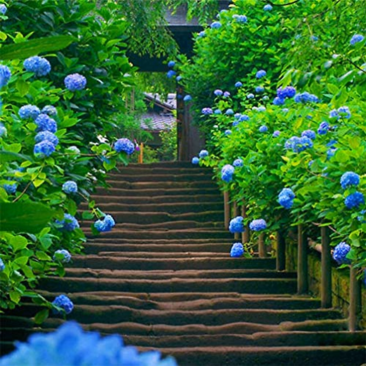 50 Pcs Mixed Color Multicolor Hydrangea Macrophylla Seed Bonsai Flower Plant Wedding Seeds