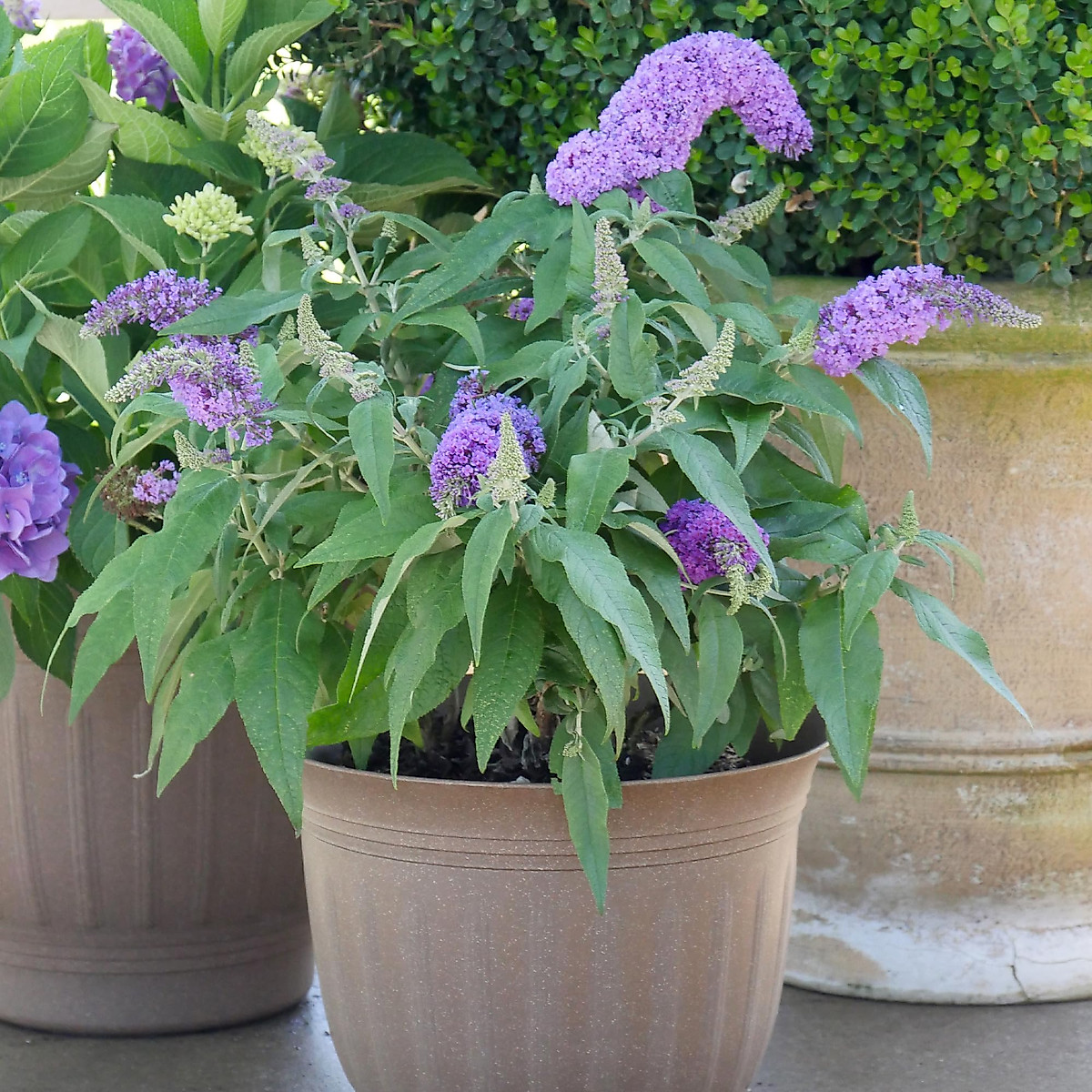 2 Gal. Pugster Ameythst Buddleia Shrub