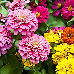 Zinnia Seeds - Dahlia Flowered - Packet - Pink/Yellow/Orange Flower Seeds, Open Pollinated Seed Attracts Bees, Attracts Butterflies, Attracts Hummingbirds, Attracts Pollinators