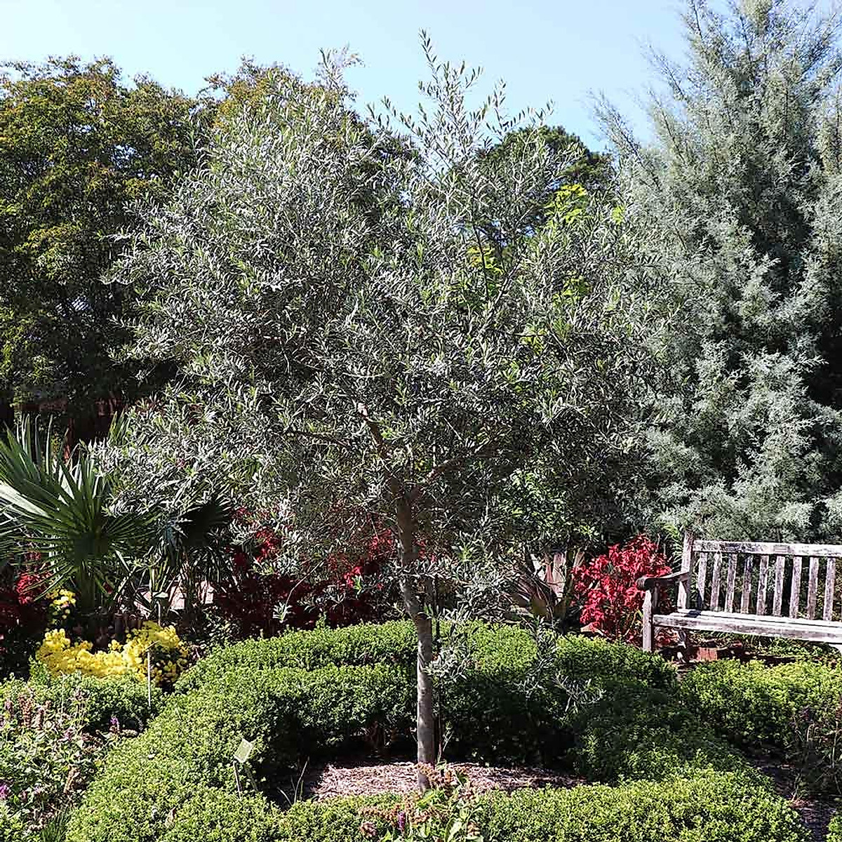 Brighter Blooms - Arbequina Olive Tree, 3-4 ft. - No Shipping to AZ