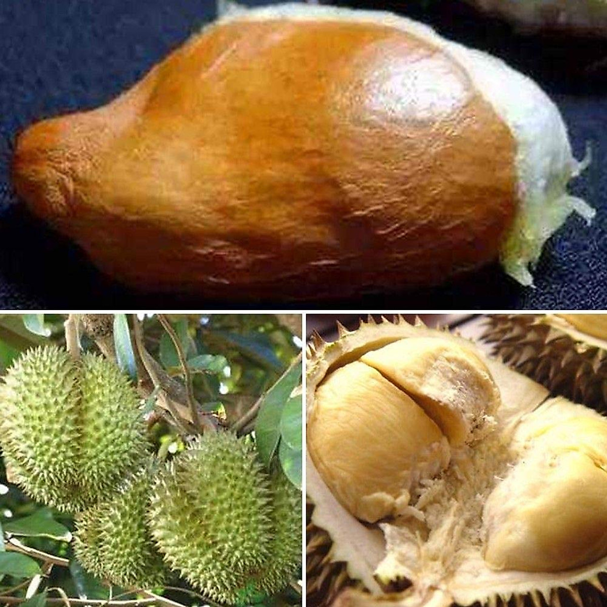 Portal Cool Color 13: 50Pcs Rare Rose Seeds Potted Bonsai Perennial Flower Seeds Home Garden Ehe8