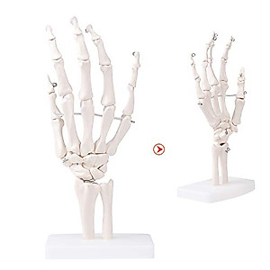 MrHugoo Human Hand Bone Model Human Skeleton Hand Model on Base, Hand Bone,Life Size, Articulated for Medical Study Education Demonstration (Right Hand)