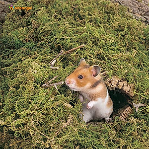 Niteangel 5L Forest Moss Soft Natural Moss Bedding Nesting for Dwarf Syrian Hamsters, Gerbils, mices, Degus or Other Small Animal