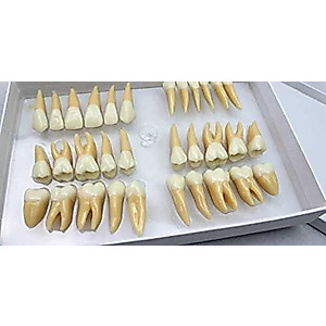 Doc.Royal 32 pcs Superior 2.5 Times Permanent Teeth Model Demonstration Teach Model