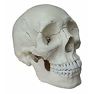 Wellden Medical Anatomical Adult Osteopathic Skull Model, 22-Part, Life Size, Bone Color