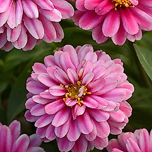 Outsidepride Zinnia Zahara Double Raspberry Ripple Heat & Drought Tolerant Garden Cut Flowers - 50 Seeds