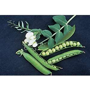 Burpee Garden Sweet Pea Seeds 200 seeds