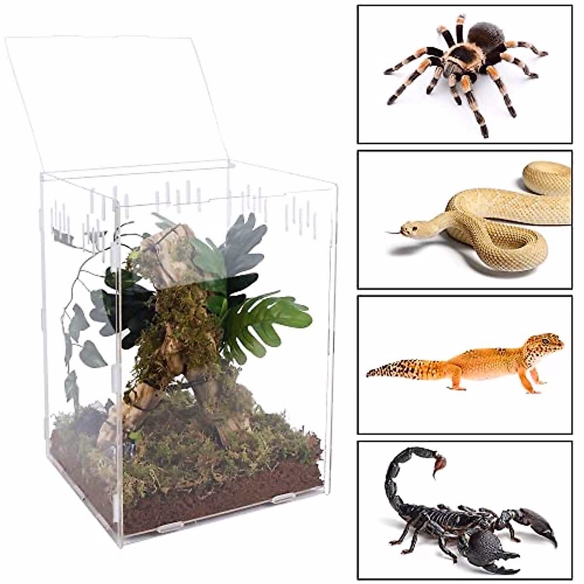 winemana Reptile Terrarium Aquarium Breeding Tank, 14.5" x 10.5" x 10" Acrylic Tarantula Enclosure Feeding Box Insect Habitat for Tarantula Spider Snake Lizard Hermit Crab Insect