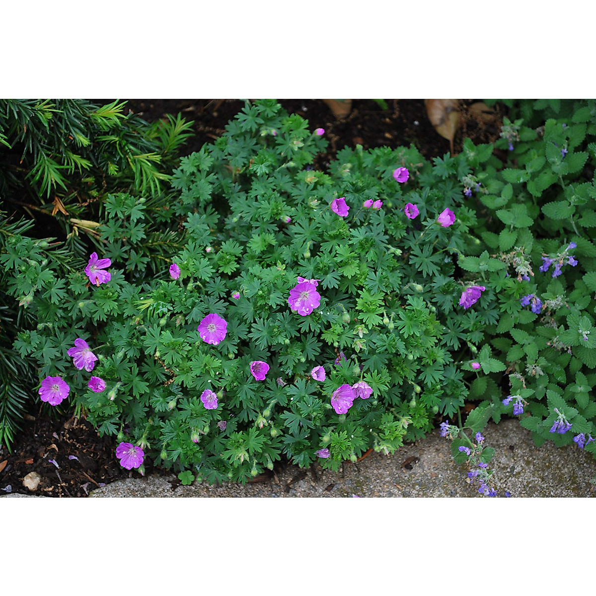 Perennial Farm Marketplace (Cranes Bill) Groundcover, Size-#1 Container Geranium s. 'Max Frei', Deep Magenta Flowers