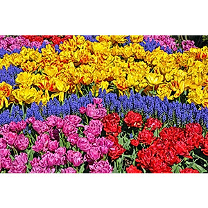 Complete Spring Flower Garden | 50 Fresh Bulbs | Bloom All Spring and Summer, Easy to Grow Flower Bulb, Indoor/Outdoor - Ships from Iowa, USA