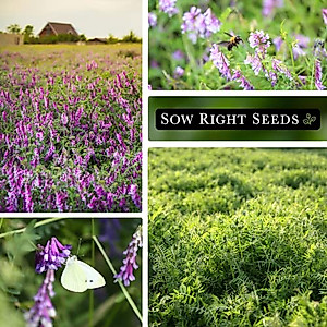 Sow Right Seeds - Hairy Vetch Seed for Planting - Cover Crops to Plant in Your Home Vegetable Garden - Enriches Soil - Suppresses Weeds - Winter Hardy - Non-GMO Heirloom Seeds - A Great Gardening Gift