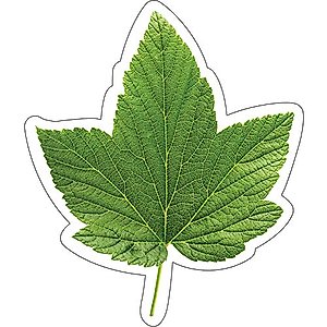 Schoolgirl Style Woodland Whimsy Green Leaves Cutouts, 36 Leaf Cutouts For Bulletin Board & Classroom Decor, Spring Greenery Classroom Cut-outs, Cutouts For Classroom Summer Bulletin Board Decorations