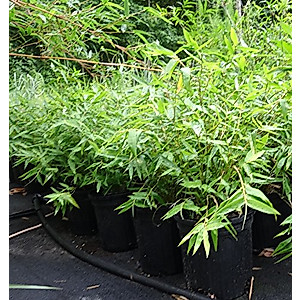 Green Hedge Clumping Bamboo Plant / Bambusa multiplex - Non-Invasive Form
