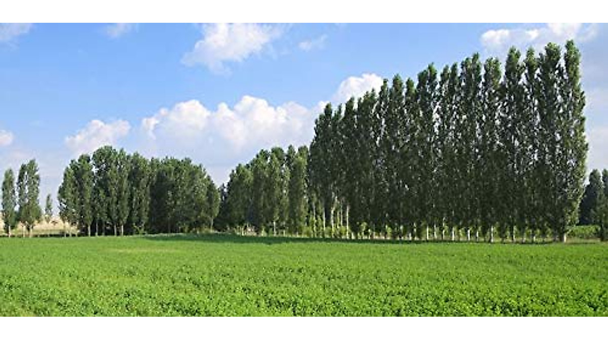 Fast Growing Hybrid Poplar Trees - 10 Cuttings for Quick Privacy & Shade