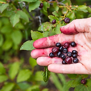 NATURE'S APOTHECARY Huckleberry Premium Bar Soap - Cold-Processed Castile Soap - Eco-Friendly, Vegan, Hypoallergenic, All-Natural, Handmade in USA by DAYSPA Body Basics