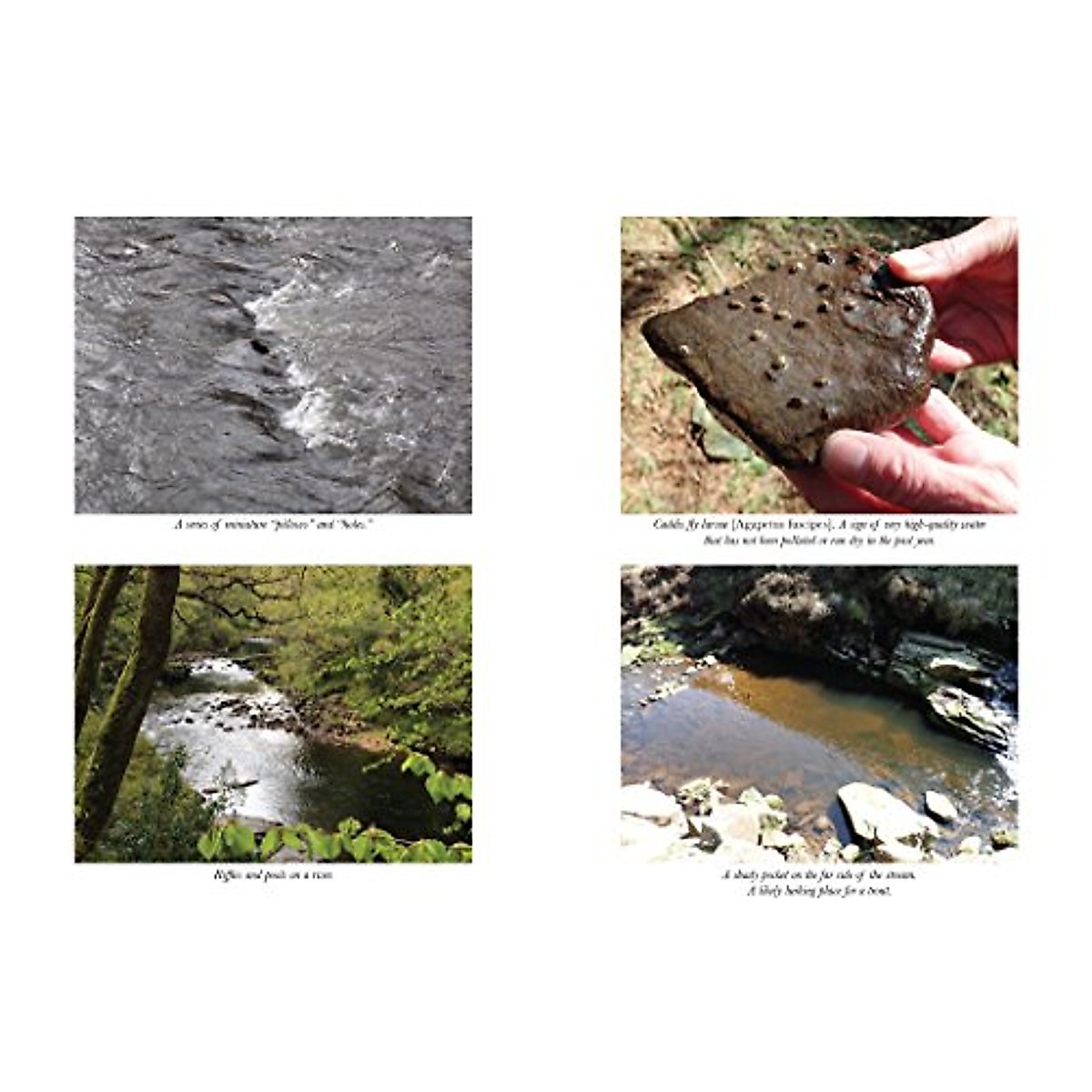How to Read Water: Clues and Patterns from Puddles to the Sea (Natural Navigation)