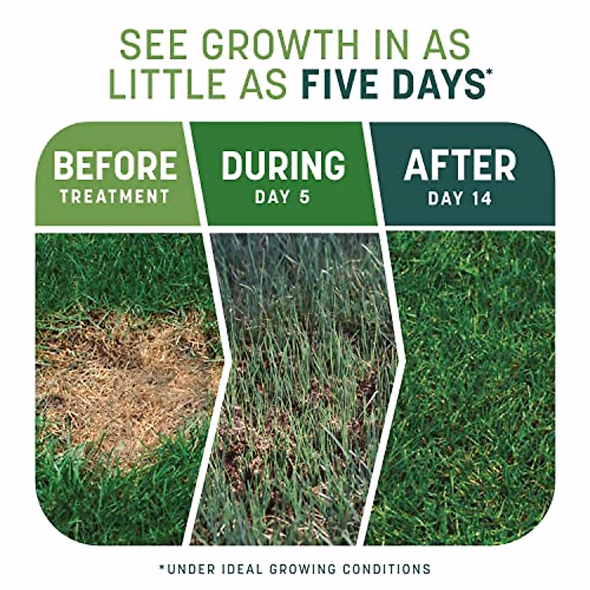 Pennington Smart Patch Tall Fescue Mix Jug 5 lb