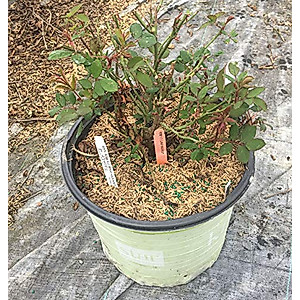 Star Roses Knockout Series 11892 Star Series Roses Knock Out, 3 Gallon, Sunny Knockout