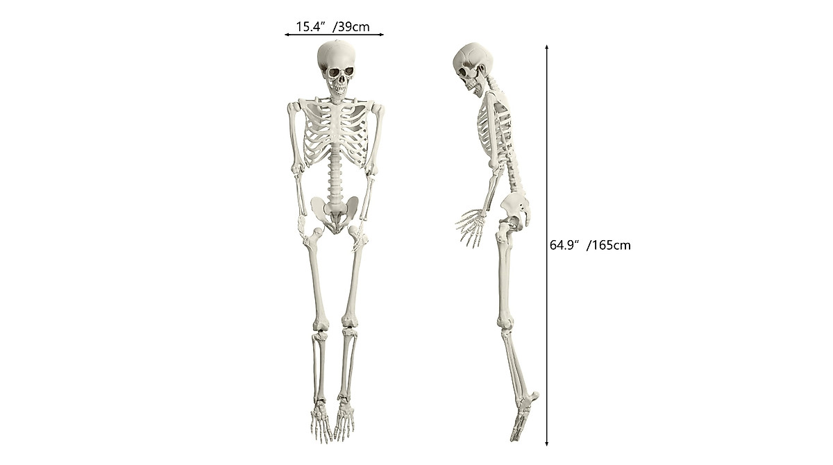 5.4ft Poseable Skeleton Prop for Halloween Decoration