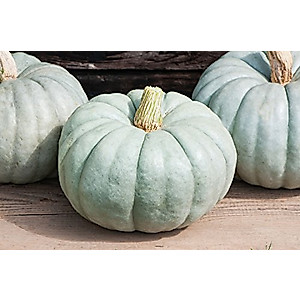 Jarradale Pumpkin Seeds for Planting, Pale Green Color, (Jarrahdale) 10 Heirloom Seeds, (Isla's Garden Seeds), Non GMO Seeds, Botanical Name: Cucurbita Maxima, Great Home Garden Gift