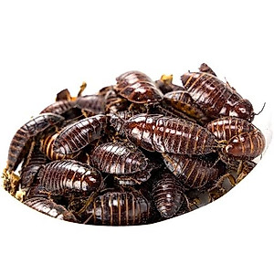 Josh's Frogs 3/4" - 1" Large Orange Head Roaches (25 Count)