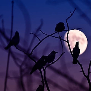 DAZZLE BRIGHT Halloween Black Feathered Crows Decor, Holiday Decoration for Indoor Outdoor Home Yard Garden Party Carnival Supplie (12 Pack)