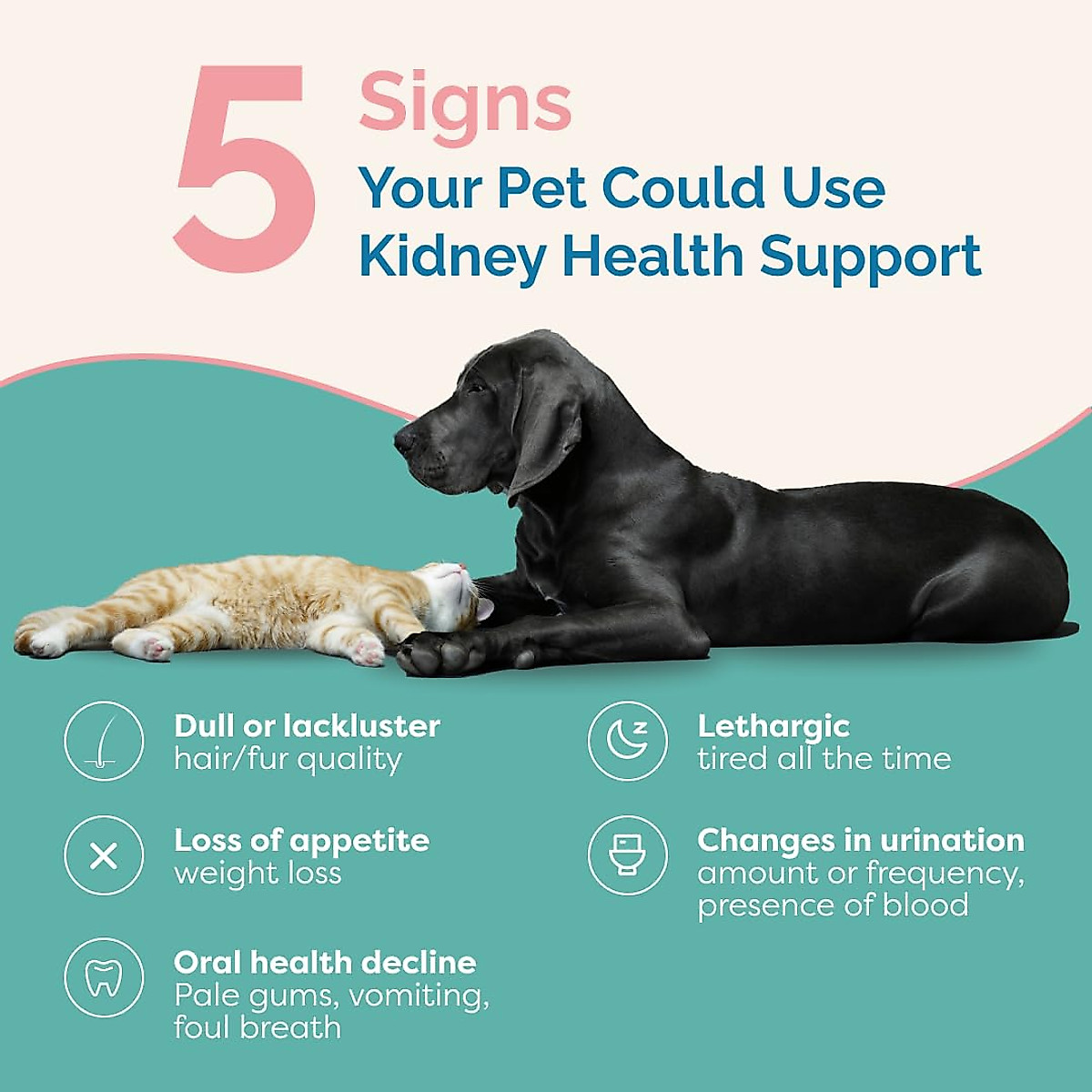 PranaPets Kidney Health Support Supplement for Cats | Naturally Supports Healthy Kidney Function in Cats | Herbal Formula Helps Inflammation & Symptoms of Kidney Issues