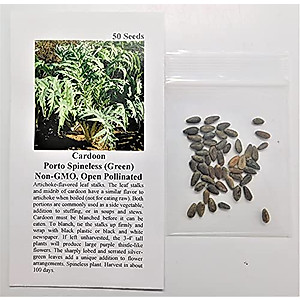 David's Garden Seeds Cardoon Porto Spineless 8374 (Green) 50 Non-GMO, Heirloom Seeds