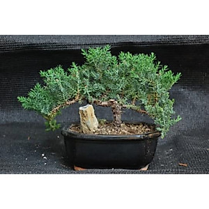 Juniper Tree Bonsai with Ceramic Square Pot Added Rock