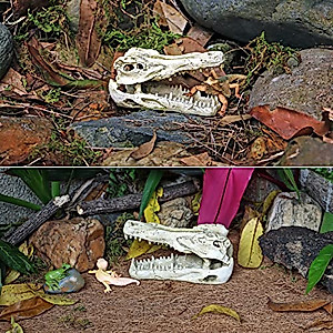 Alligator Reptile Amphibian Skull Habitat Hide – Premium Non-Toxic Resin for Aquariums & Terrariums – Large Size