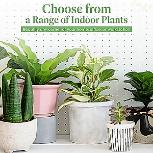 American Plant Exchange Majestic Palm, Tropical Elegance, Large Fronds, Perfect Indoor Statement Plant and Patio Decor, 10-Inch Pot