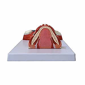 Axis Scientific Human Neck and Throat Anatomy Model | View Into Throat Showing Arteries, Veins, Muscles and Bones | Comes on Base with Product Manual