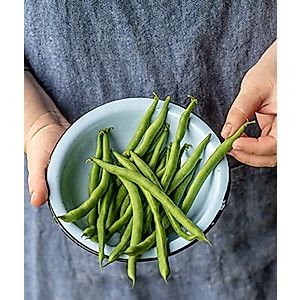 Burpee Kentucky Blue Pole Bean Seeds 8 ounces of seed