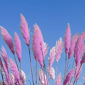 1000+ Mix Pampas Grass Seeds for Planting Heirloom Ornamental Plants Decor Garden Tall Feathery Blooms Blue White Pink Red Yellow