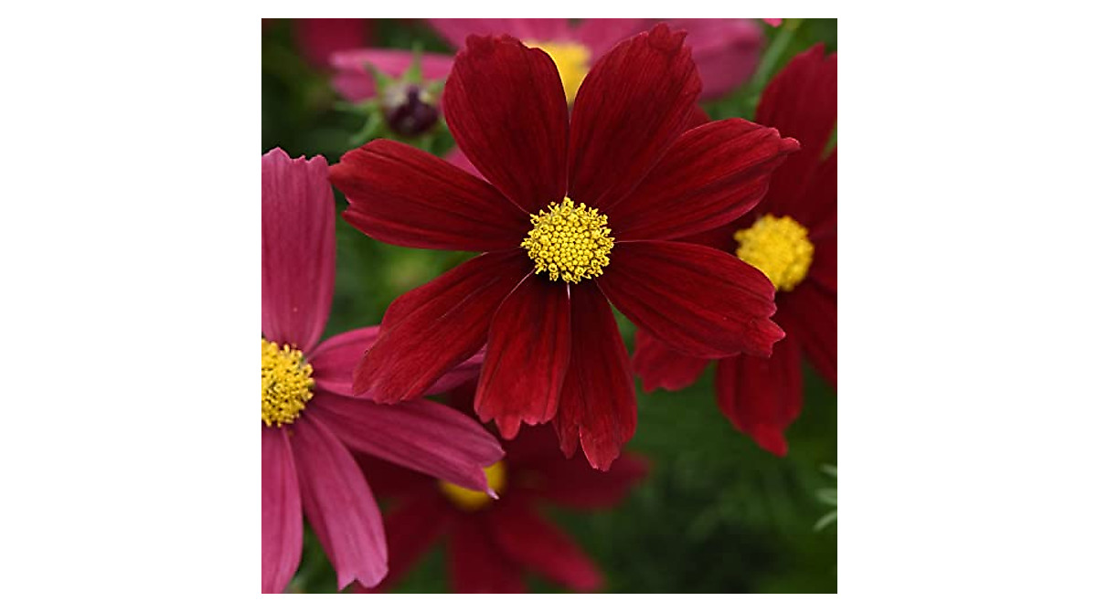 Red Cosmos Seeds for Vibrant Gardens - Easy to Grow Flowers