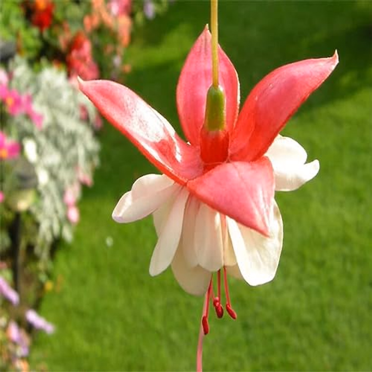 CHUXAY GARDEN Red Pink Fuchsia Seed 200 Seeds Heirloom Showy Accent Plant Exotic Charm Pendulous Bloom Lovely Native Wildflower Perfect for Hanging Basket and Containers Decor Garden