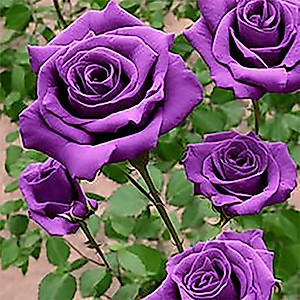 CHUXAY GARDEN Purple Rose Seed 100 Seeds Rare Rosa Bush Heirloom Perennial Flowering Plant Striking Bush Vine Climber