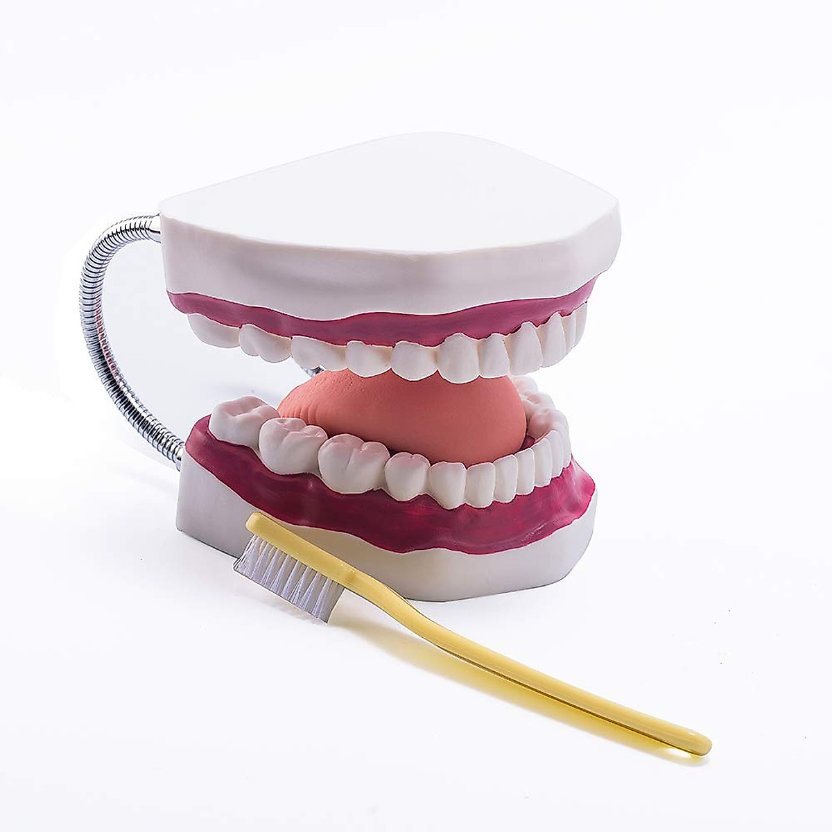 Easyinsmile Mouth Model for Speech Therapy 6 Times Enlarge Dental Tooth Brushing Model with Tube Bent Teeth Care