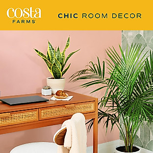 Costa Farms Snake Plant (4-Pack), Live Indoor and Outdoor Sansevieria Plants, Easy Care Live Succulent Houseplants Potted in Nursery Pots, Potting Soil, Porch, Office and Home Decor, 8-Inches Tall