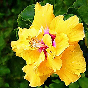QAUZUY GARDEN 10 Seeds Double Pink Yellow Hibiscus Seeds for Planting- Hardy Exotic Perennial Garden Flower Seeds-Easy to Grow & Maintain