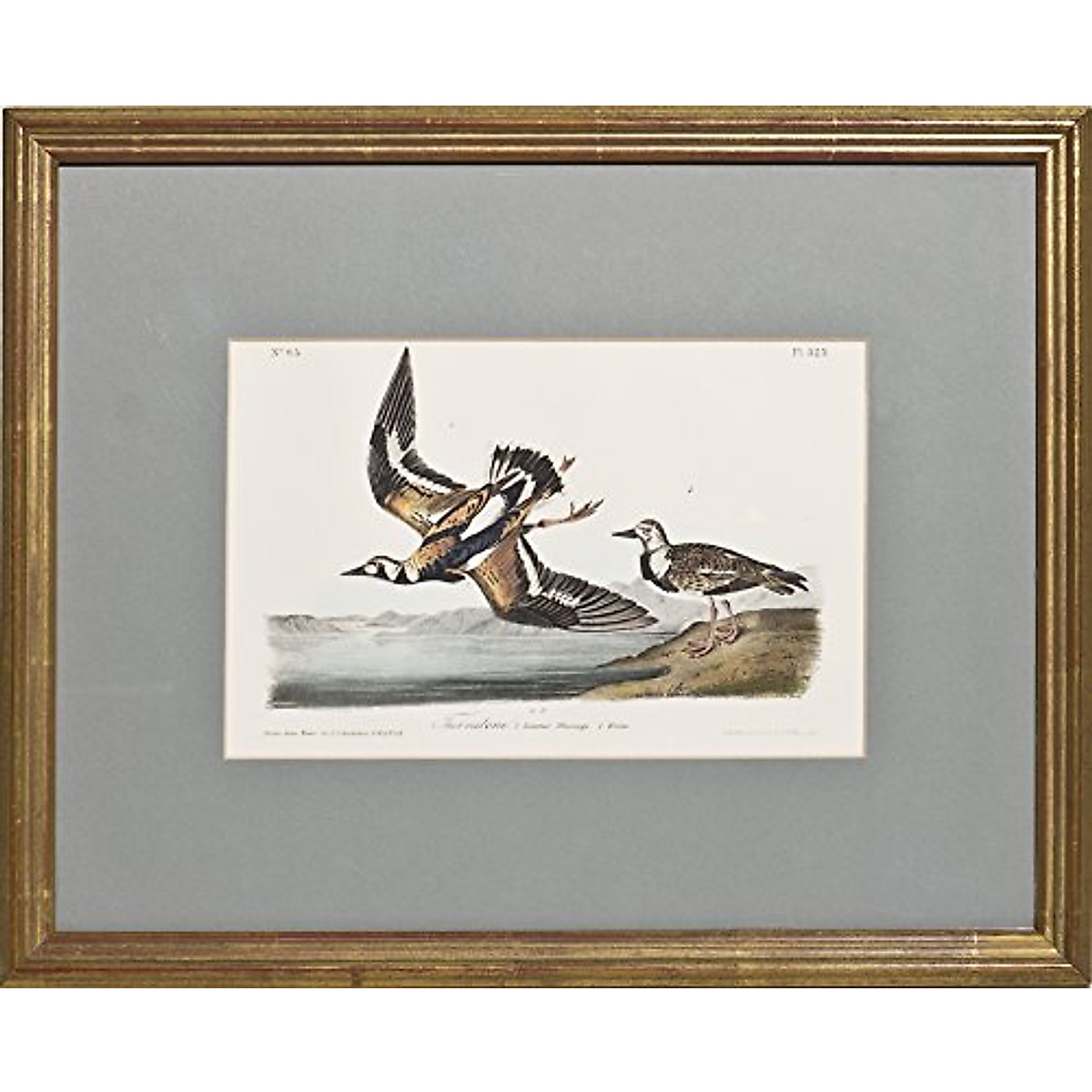 Turnstone 1. Summer Plumage 2. Winter