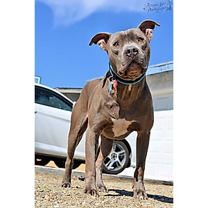 Shelter Pets 10" Grey Pitbull Plush Toy: Magnum - Real-Life Adopted American Staffordshire Terrier - Supports Animal Shelters
