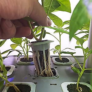 Ambgrow Grow Sponges Seed Starter Pods, Indoor Plants Hydroponics Supplies Compatible with QYO, LYKO,Idoo Hydroponics Growing System(Square)-50 Pack