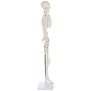 Alikeke Anatomy Lab Human Skeleton Model, 8" Mini Skeleton Replica Mounted to Base for Display, with Removable Skull Cap, Movable Arms and Legs, and Details of Human Bones