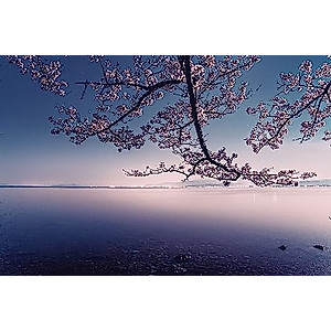 Stamped Cross Stitch Kits,Cherry Blossom Trees on The Sea Needlepoint Counted Cross Stitch Kits for Adults Beginners Stamped Kits Needlecrafts for Home Wall/20x24 inch