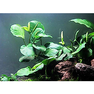 Anubias Barteri Coin Leaves Live Aquarium Plants Freshwater Rhizome 3 Days Live Guaranteed by Mainam