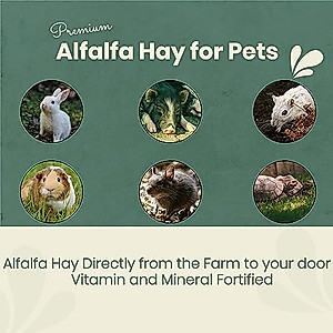 Bulk Fresh Alfalfa Hay 80oz by Bunny Honey - USDA Organic Hay for Small Select Pets, Guinea Pigs, Rabbits, Hamsters - Best Cut & Delivered Fresh - Promotes Healthy Digestive Function - 5 Pound