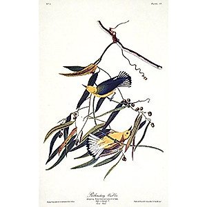 Prothonotary Warbler. From"The Birds of America" (Amsterdam Edition)