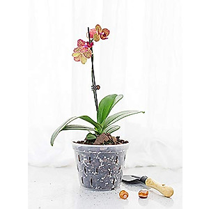 TRUEDAYS Clear Orchid Pots with Holes Plastic Flower Planter 5.5 inch 4 Pack